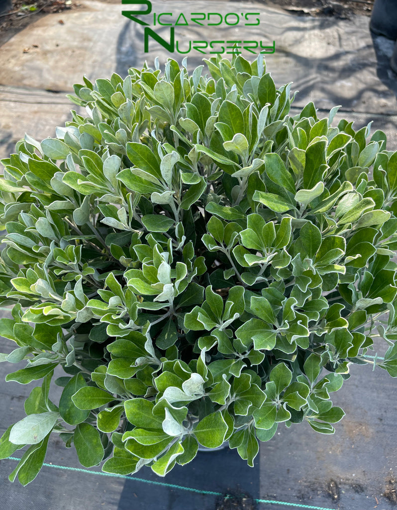 Pittosporum crassifolium 'Compactum' (Dwarf Karo) – Ricardo's Nursery