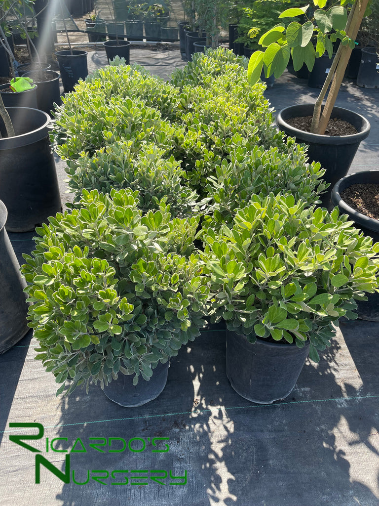 Pittosporum crassifolium 'Compactum' (Dwarf Karo) – Ricardo's Nursery