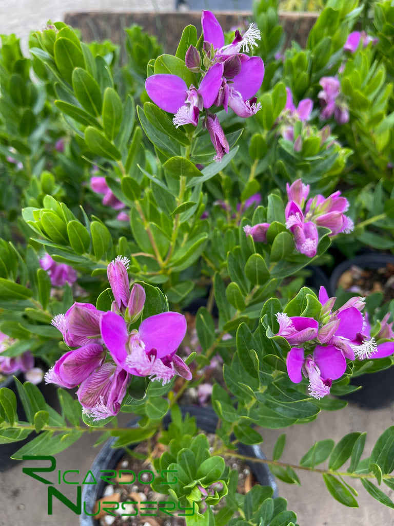 Polygala myrtifolia 'Grandiflora' (Sweet Pea Shrub) – Ricardo's Nursery