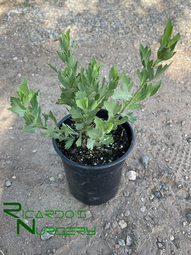 Romneya coulteri (Matilija Poppy) – Ricardo's Nursery