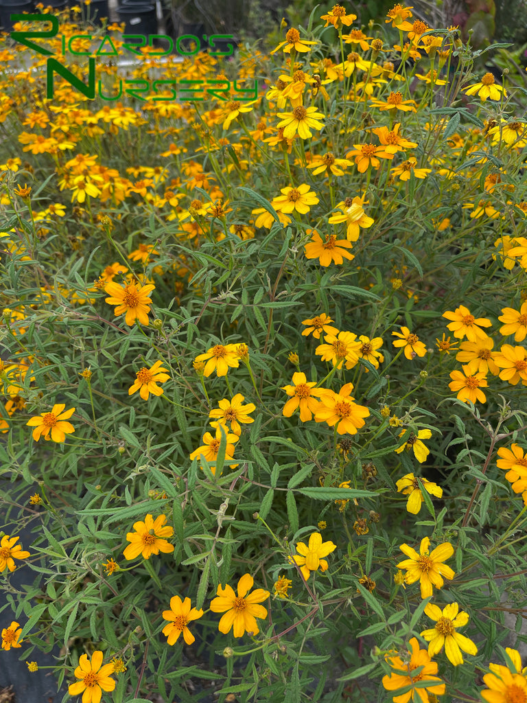 Tagetes lemmonii (Mexican Marigold) – Ricardo's Nursery