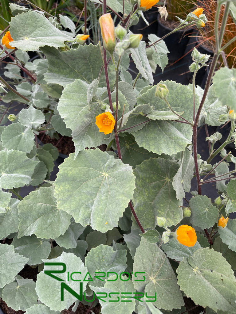Abutilon palmeri (Indian Mallow) – Ricardo's Nursery