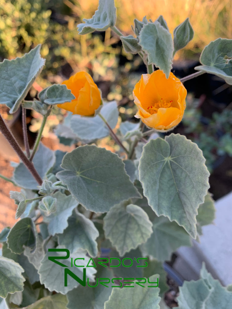 Abutilon palmeri (Indian Mallow) – Ricardo's Nursery