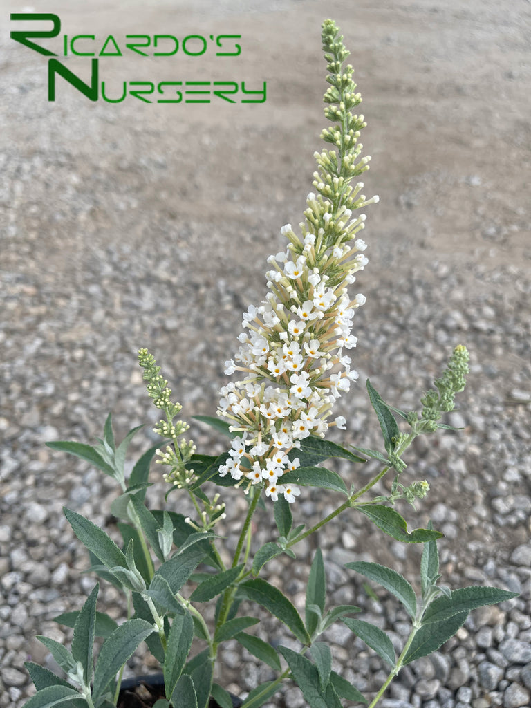Buddleia Ivory (Compact Butterfly Bush) – Ricardo's Nursery