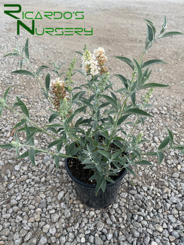 Buddleia Ivory (Compact Butterfly Bush) – Ricardo's Nursery