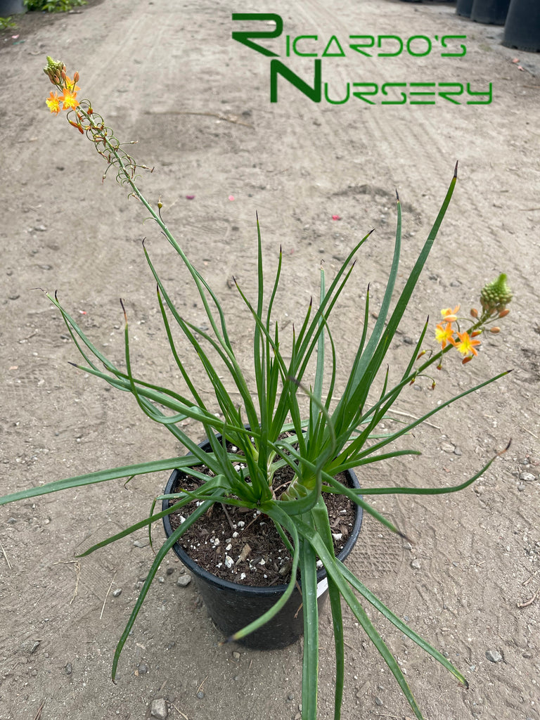 Bulbine frutescens 'Hallmark' (Orange Stalked Bulbine) – Ricardo's Nursery