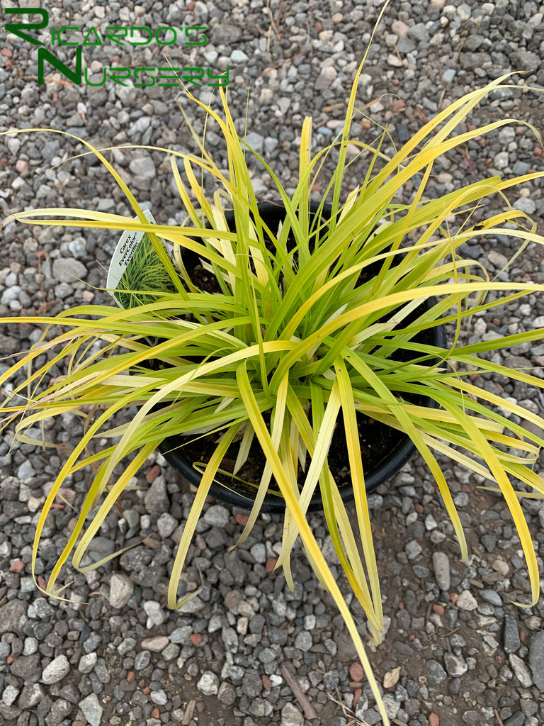 Carex oshimensis 'Everillo' (EverColor Everillo Sedge) – Ricardo's Nursery