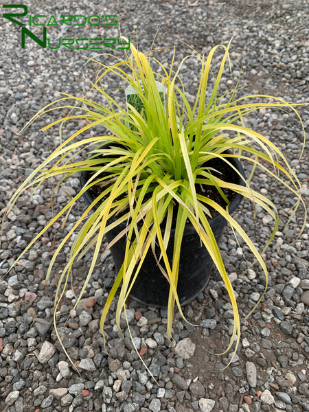 Carex oshimensis 'Everillo' (EverColor Everillo Sedge) – Ricardo's Nursery