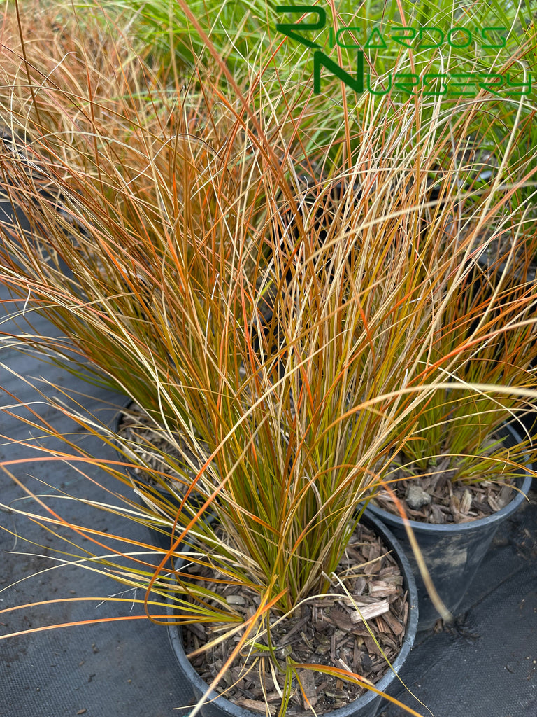 Carex testacea (Orange Sedge) – Ricardo's Nursery