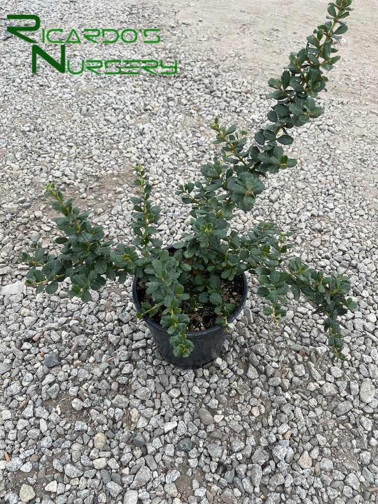 Ceanothus maritimus 'Popcorn' (White Wild Lilac) – Ricardo's Nursery