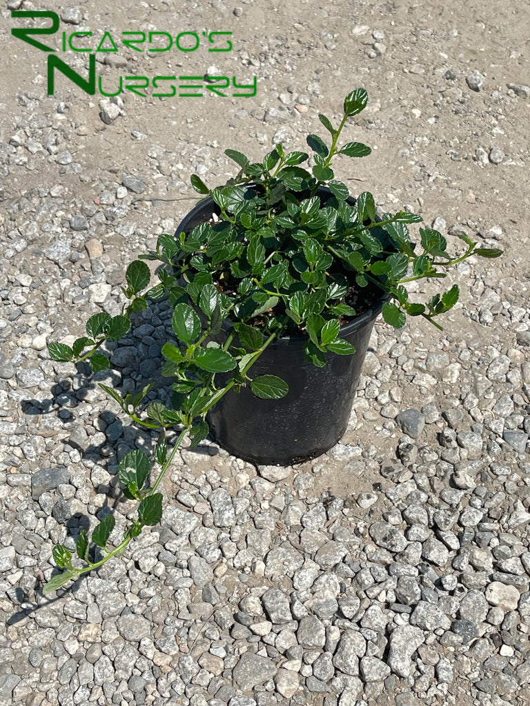 Ceanothus griseus var. horizontalis 'Yankee Point' (Yankee Point Carme ...