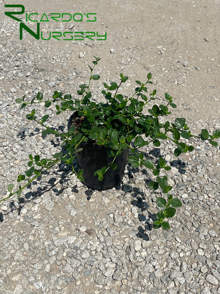 Ceanothus griseus var. horizontalis 'Yankee Point' (Yankee Point Carme ...