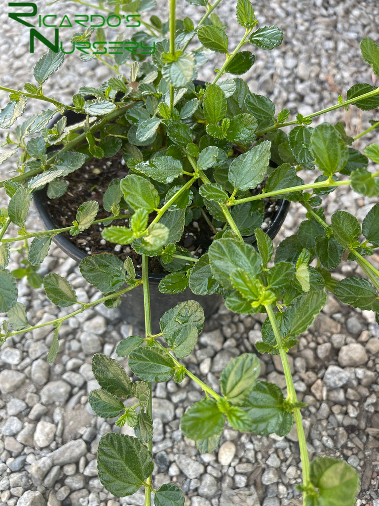 Ceanothus griseus var. horizontalis 'Yankee Point' (Yankee Point Carme ...