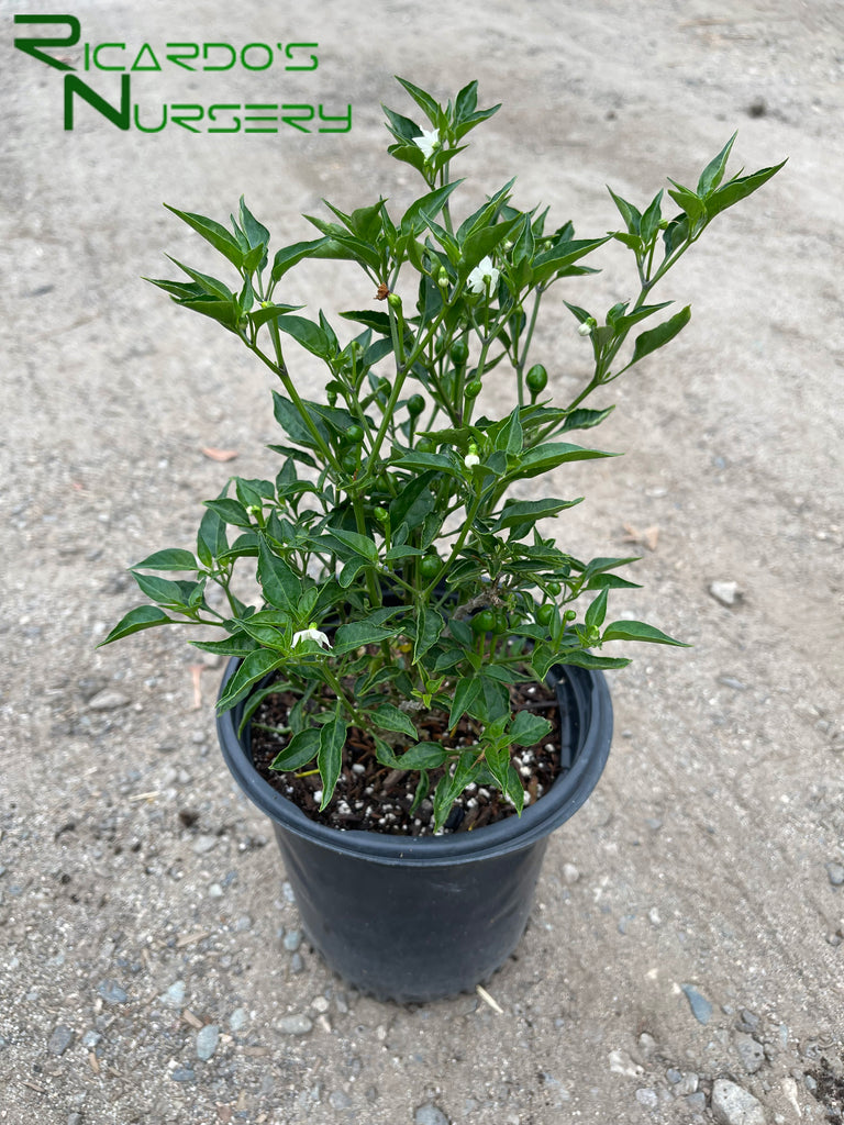 Chiltepin Chili Pepper – Ricardo's Nursery