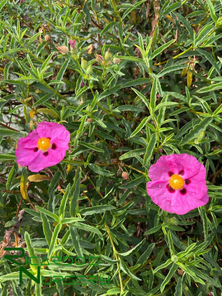 Cistus purpureus (Purple Rockrose) – Ricardo's Nursery