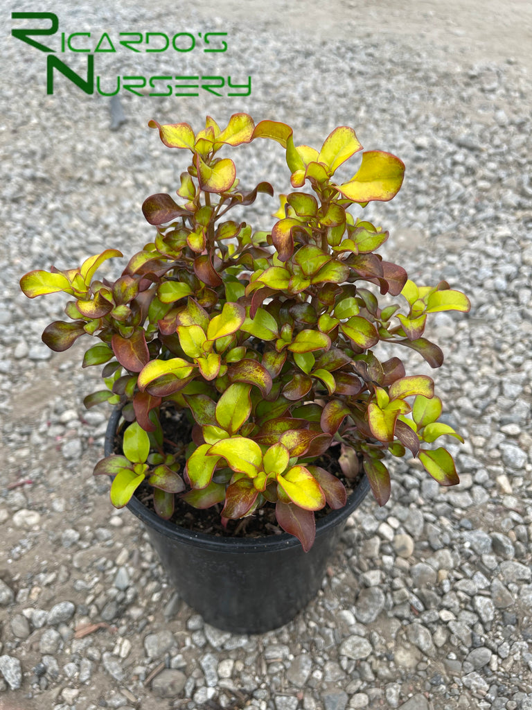 Coprosma 'Pina Colada' (Mirror Plant) – Ricardo's Nursery