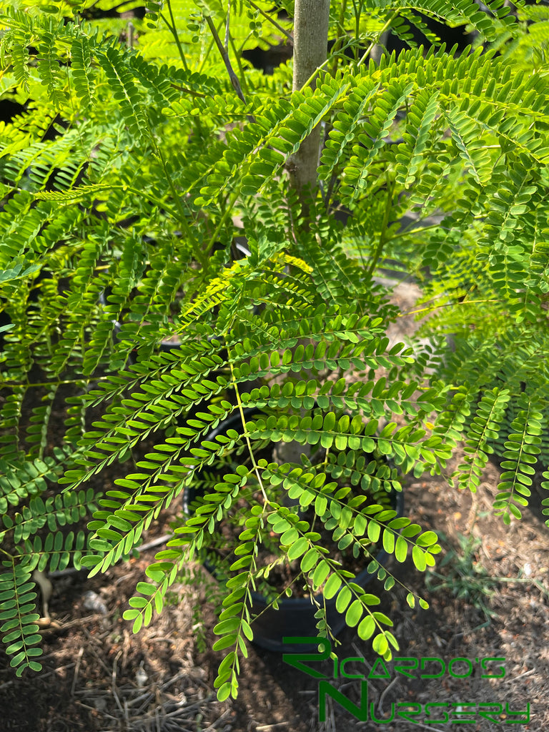 Delonix regia (Royal Poinciana/Tabachin) – Ricardo's Nursery