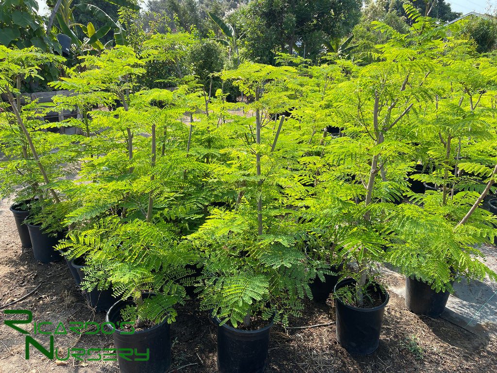 Delonix regia (Royal Poinciana/Tabachin) – Ricardo's Nursery