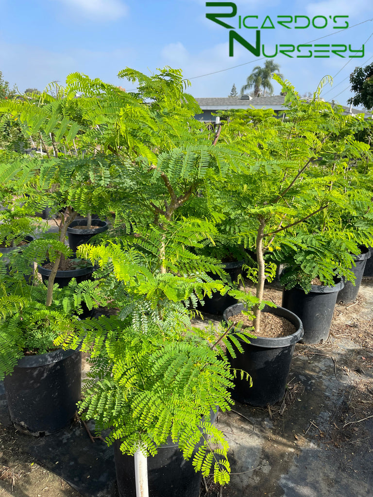 Delonix regia (Royal Poinciana/Tabachin) – Ricardo's Nursery