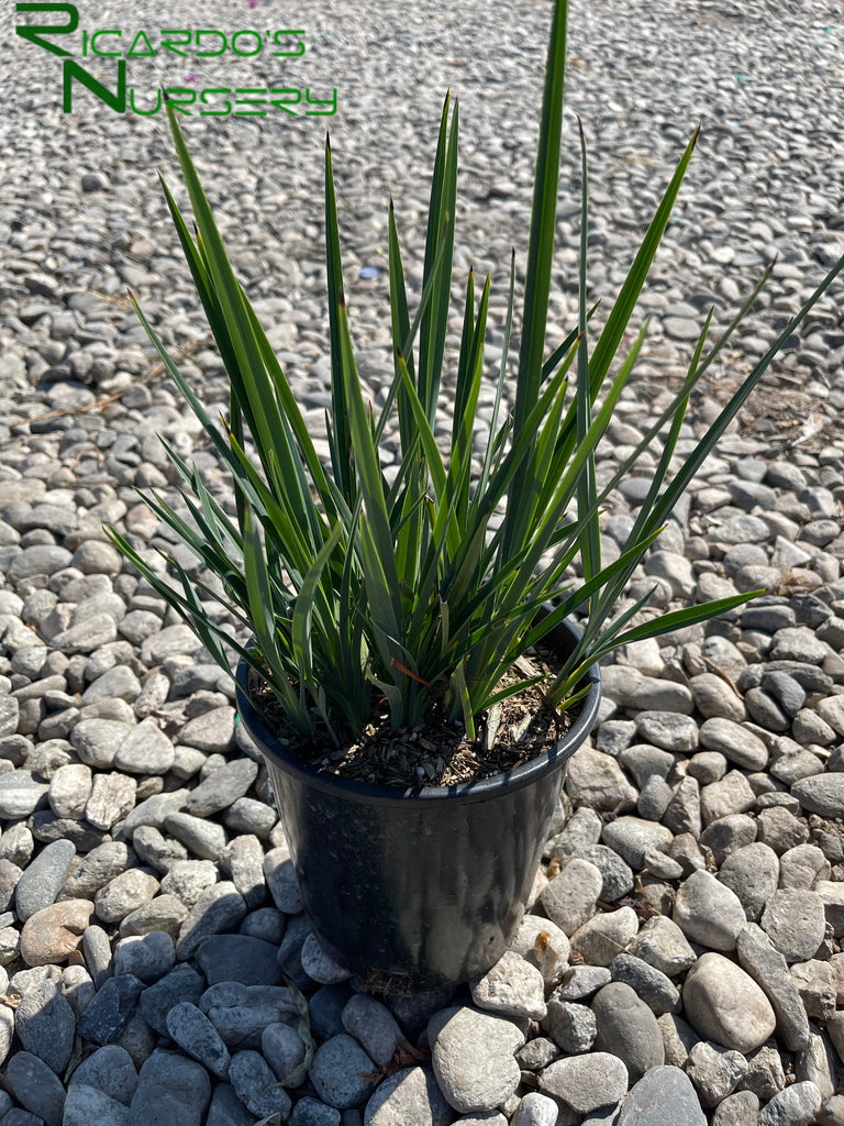 Dianella revoluta Little Rev (Little Rev Flax Lily) – Ricardo's Nursery