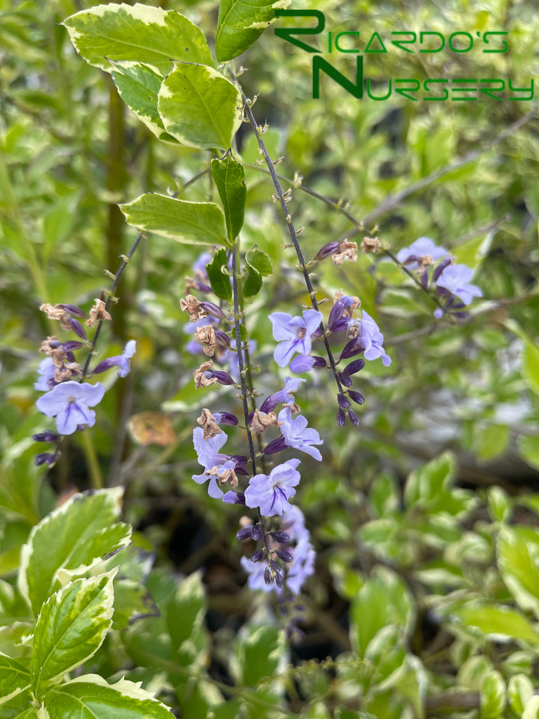 Duranta erecta 'Variegata' (Variegated Skyflower) – Ricardo's Nursery