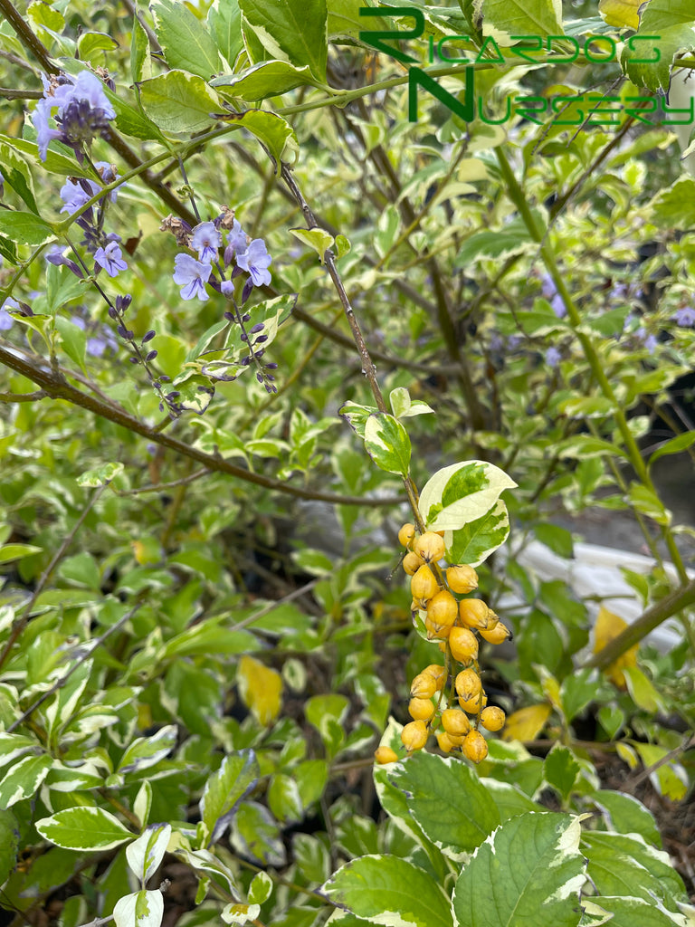 Duranta erecta 'Variegata' (Variegated Skyflower) – Ricardo's Nursery
