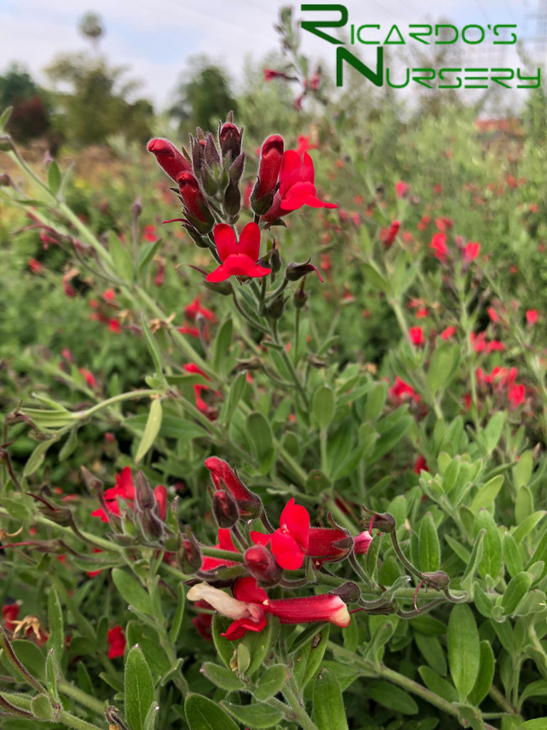 Gambelia speciosa 'Firecracker' (Firecracker Island Snapdragon ...
