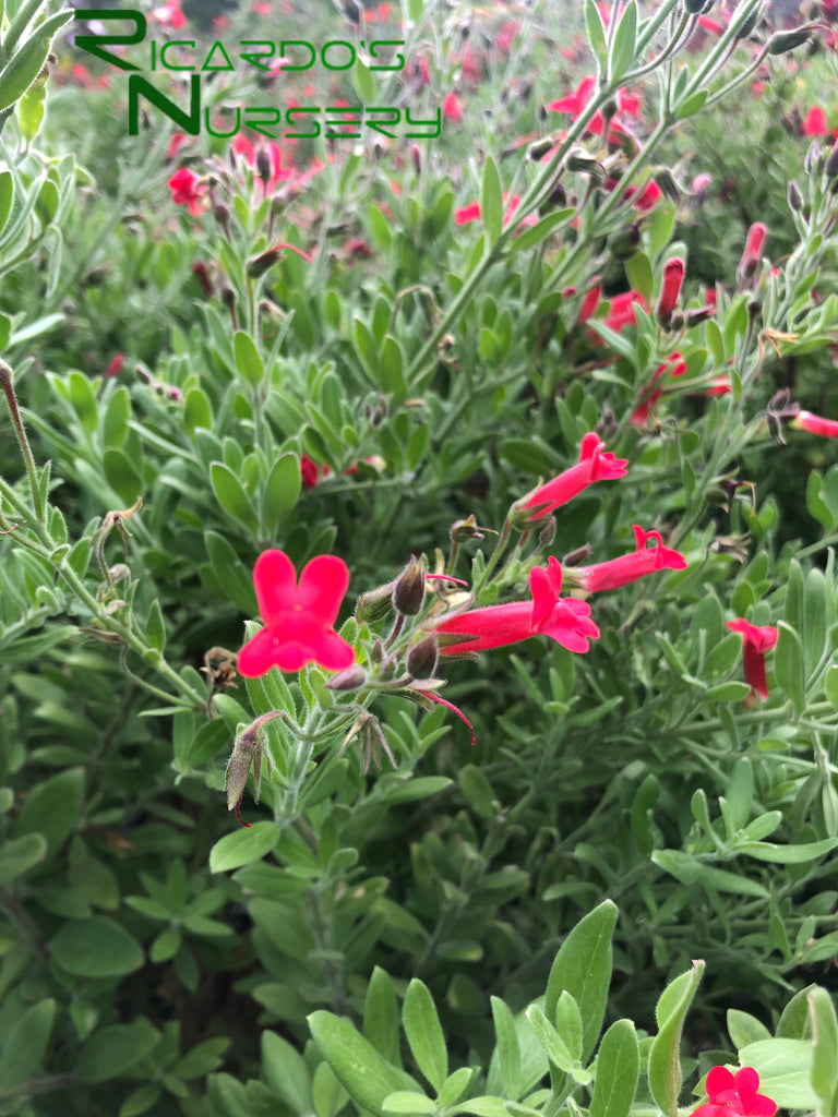 Gambelia speciosa 'Firecracker' (Firecracker Island Snapdragon ...