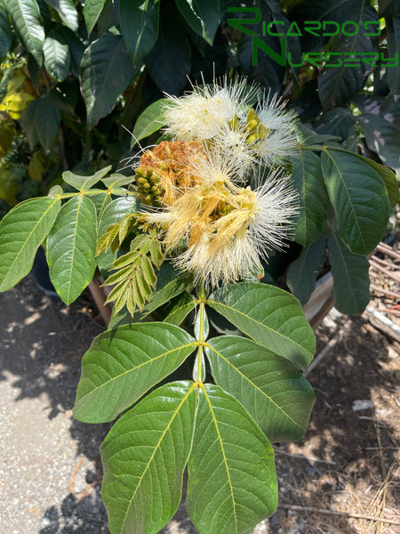 Inga edulis (Pepeto / Ice Cream Bean) – Ricardo's Nursery Inga edulis (Pepeto / Ice Cream Bean) – Ricardo's Nursery