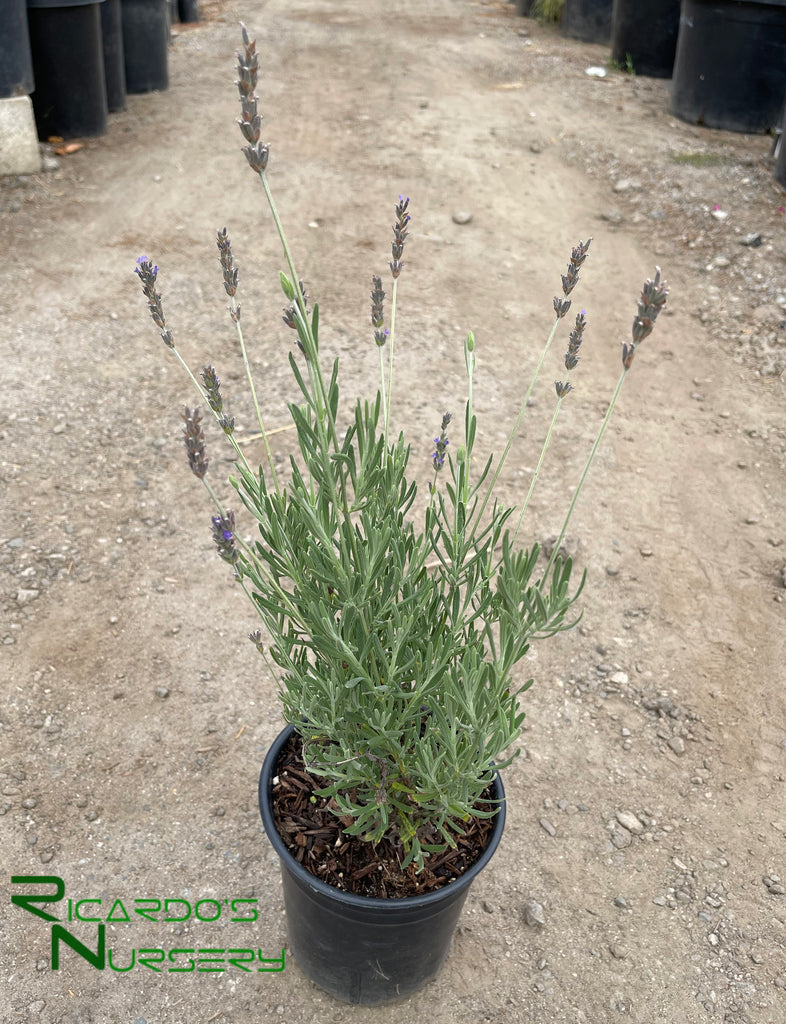Lavandula heterophylla (Sweet Lavender) – Ricardo's Nursery
