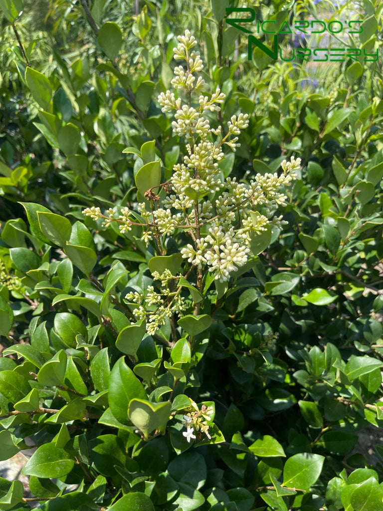 Ligustrum japonicum 'Texanum' (Waxleaf Privet/ Texas Privet) – Ricardo ...