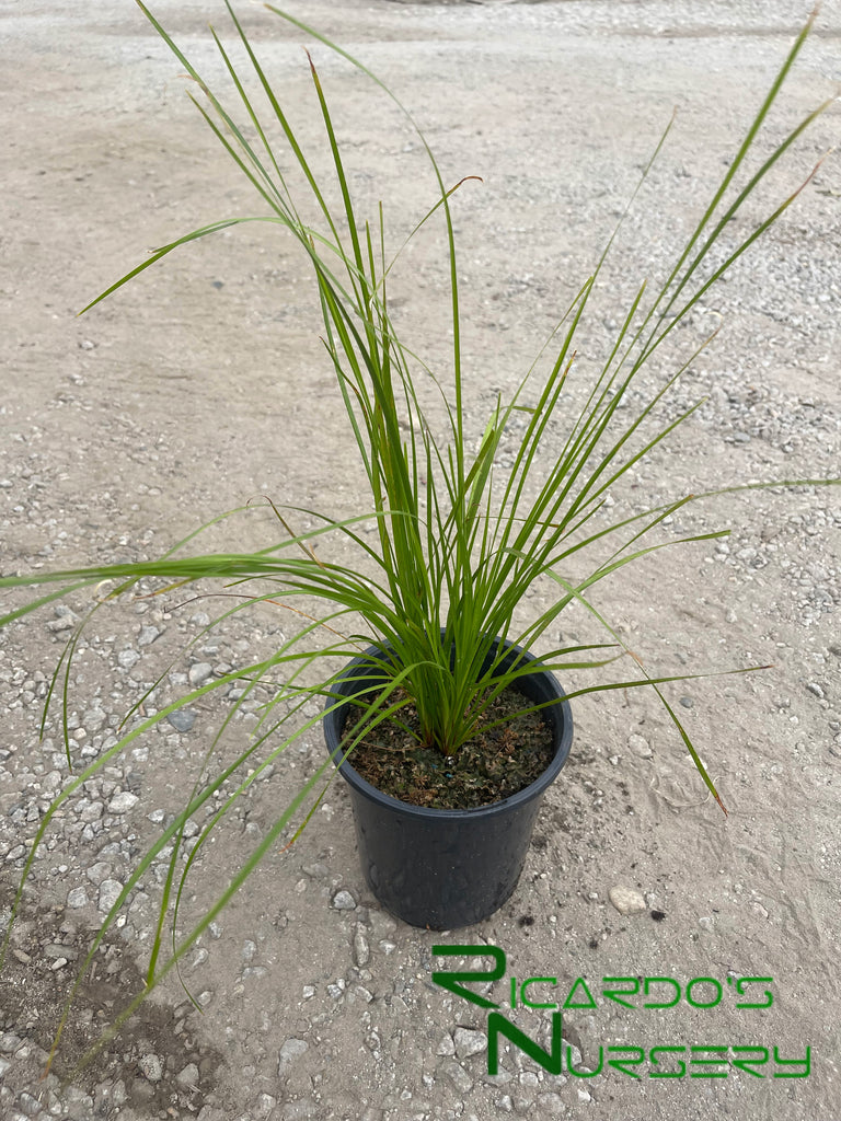Lomandra longifolia 'Breeze' (Dwarf Mat Rush) – Ricardo's Nursery