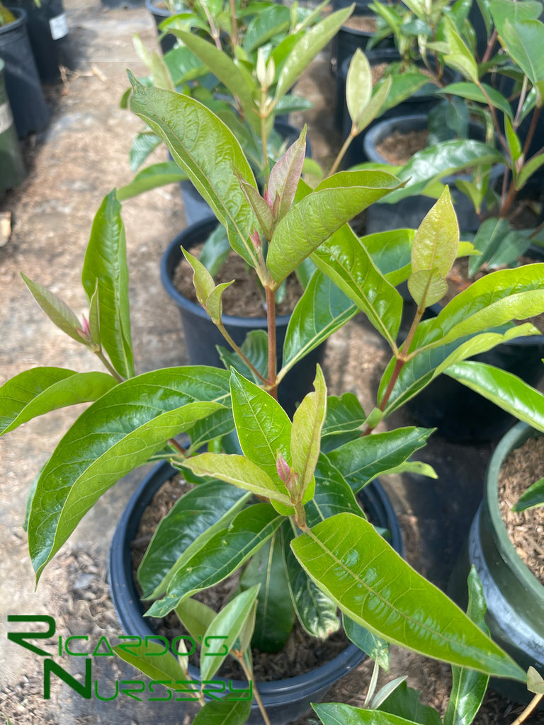 Nance (Seedling) - Byrsonima crassifolia – Ricardo's Nursery