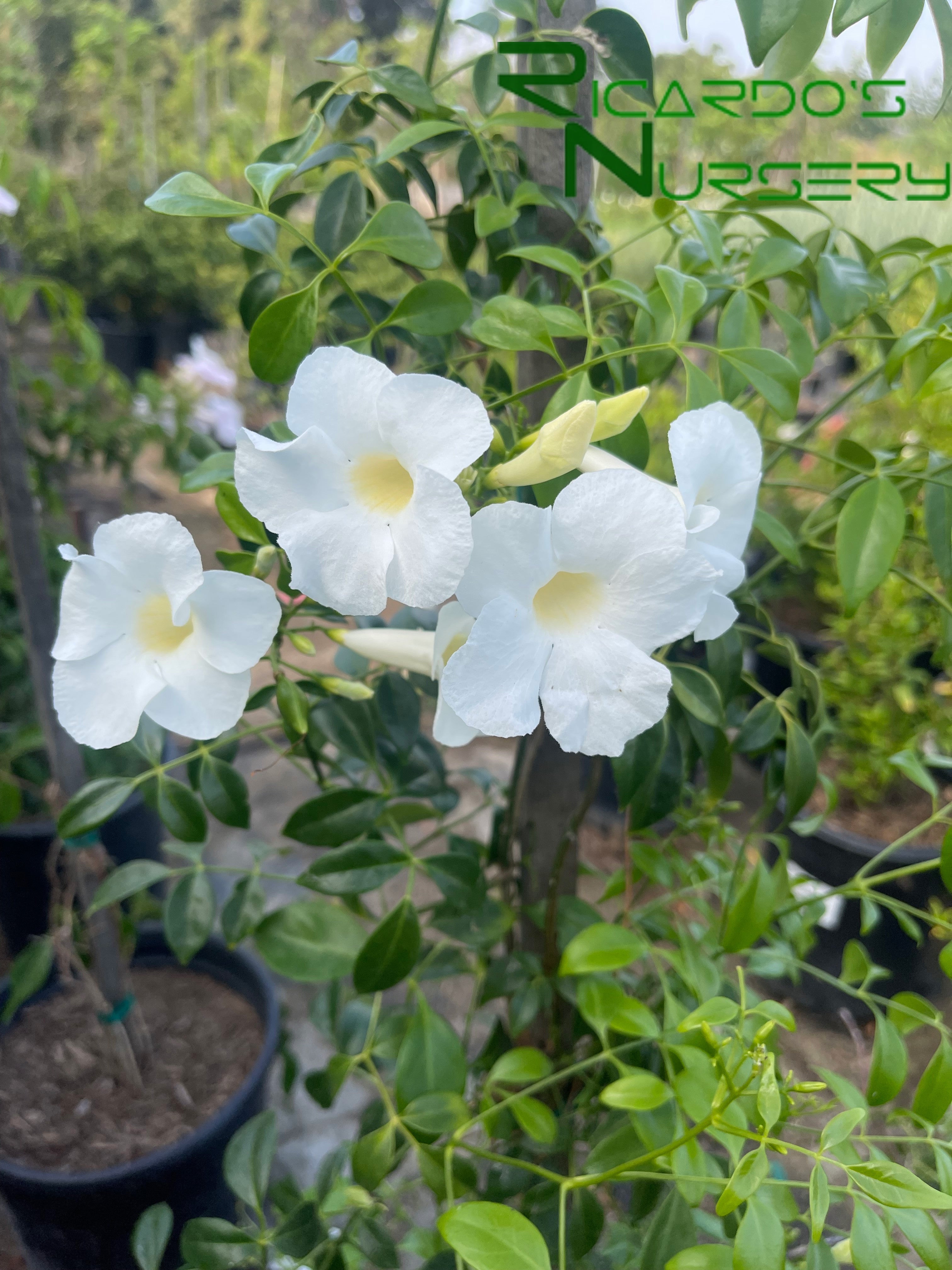 Pandorea Jasminoides Alba