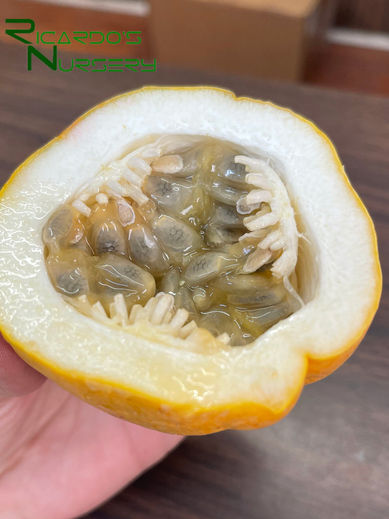 Passiflora 'Ruby Glow' (Ruby Glow Passion Fruit) – Ricardo's Nursery