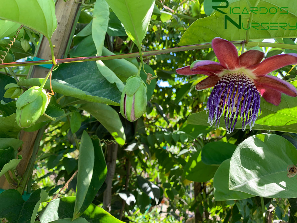 Passiflora 'Ruby Glow' (Ruby Glow Passion Fruit) – Ricardo's Nursery