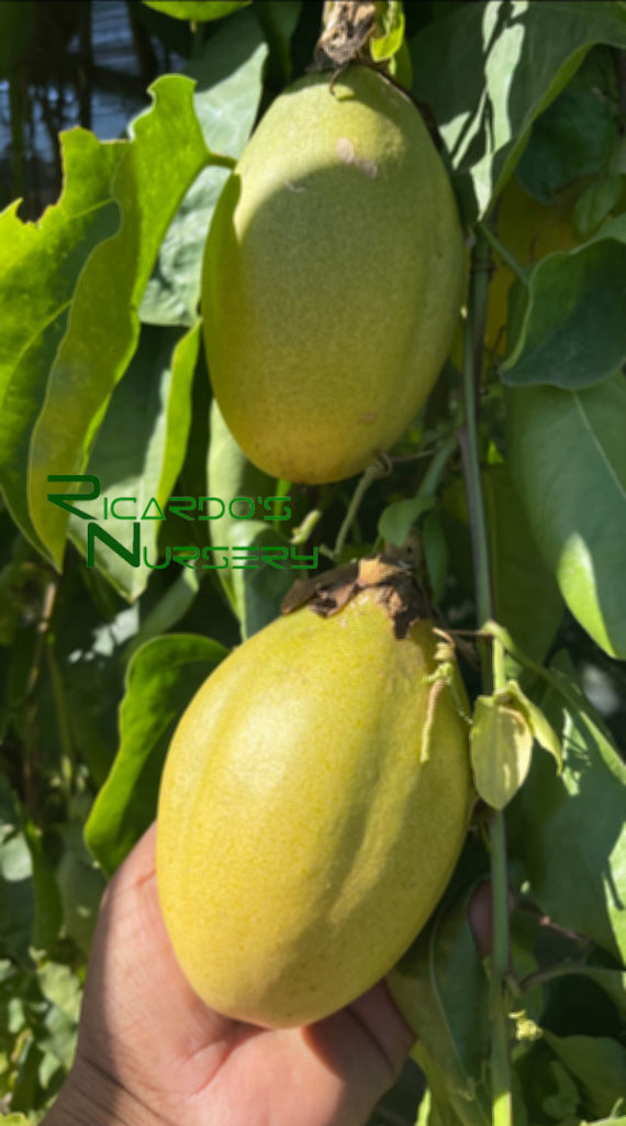 Passiflora 'Ruby Glow' (Ruby Glow Passion Fruit) – Ricardo's Nursery