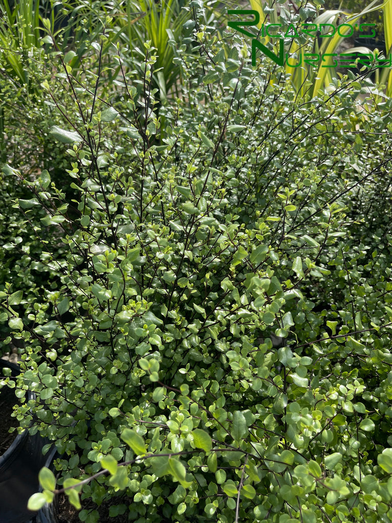 Pittosporum tenuifolium 'Silver Sheen' (Silver Sheen Kohuhu) – Ricardo ...