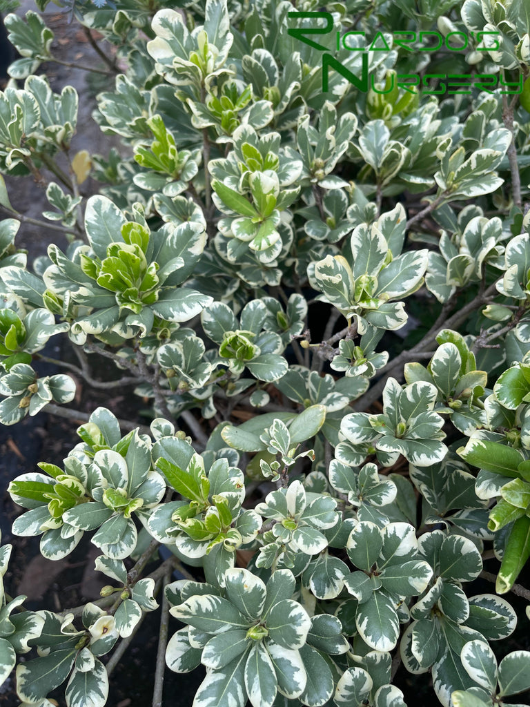 Pittosporum tobira 'Variegata' (Variegated Mock Orange) – Ricardo's Nursery
