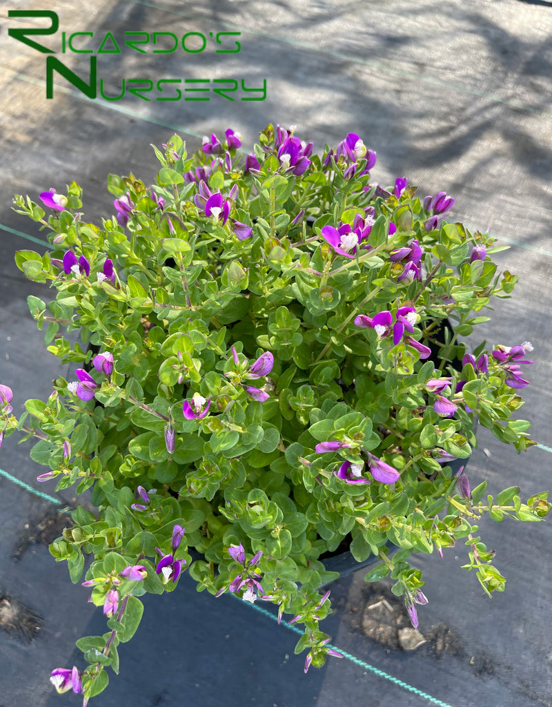 Polygala fruticosa 'Petite Butterfly' (Dwarf Sweet Pea Shrub) – Ricardo ...
