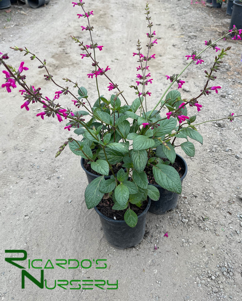 Salvia chiapensis (Chiapas Sage) – Ricardo's Nursery