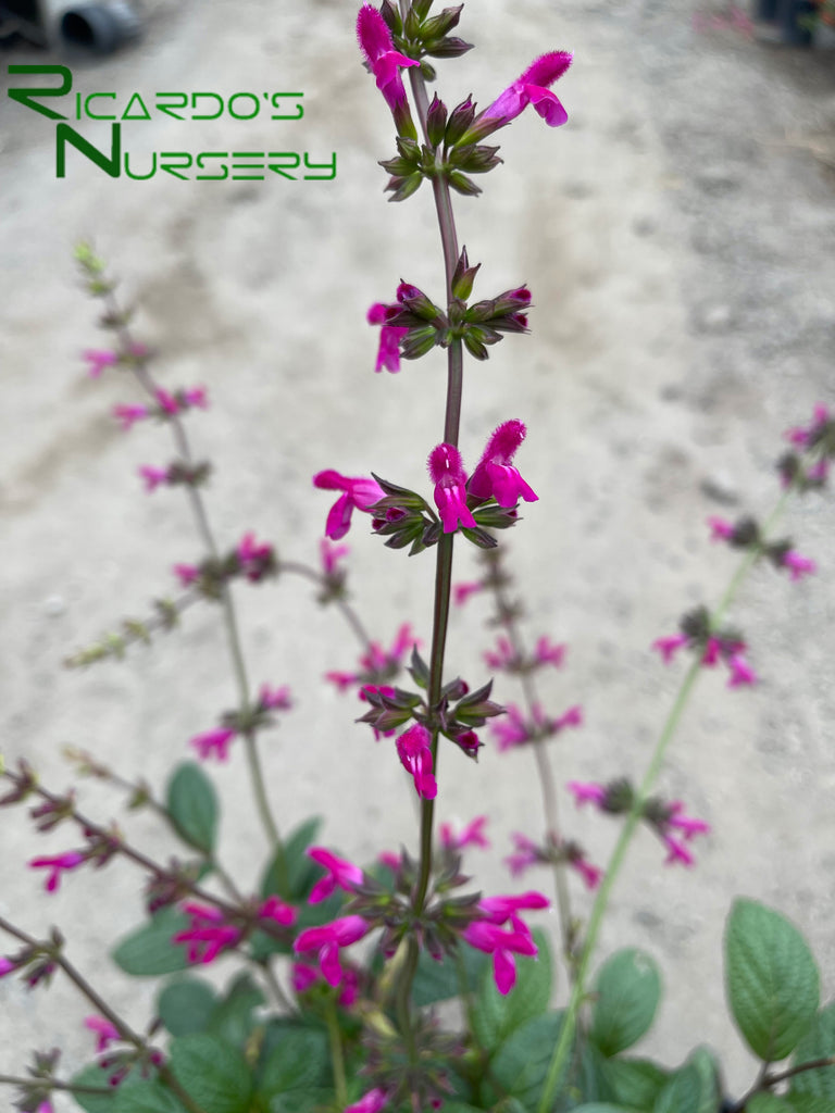 Salvia chiapensis (Chiapas Sage) – Ricardo's Nursery