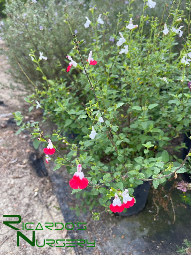 Salvia 'Hot Lips' (Hot Lips Sage) – Ricardo's Nursery