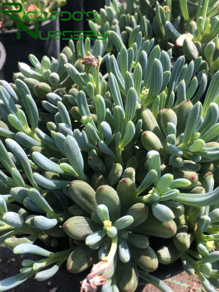 Senecio serpens (Dwarf Blue Chalksticks) – Ricardo's Nursery