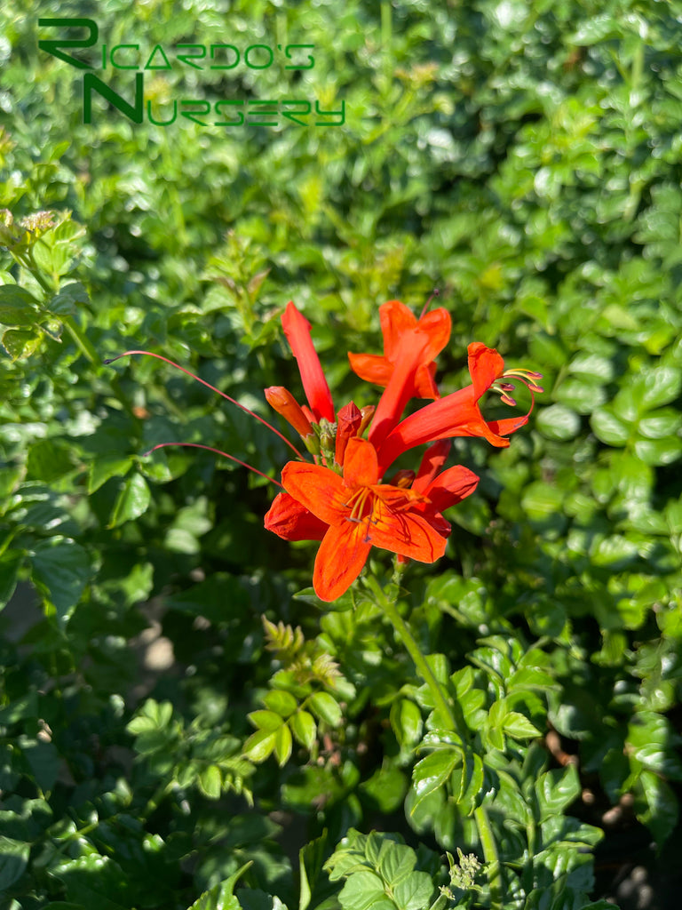 Tecomaria capensis (Cape Honeysuckle) – Ricardo's Nursery