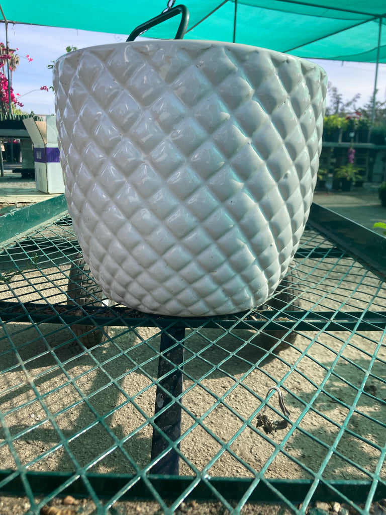 Glazed Diamond Pattern Pot – Ricardo's Nursery