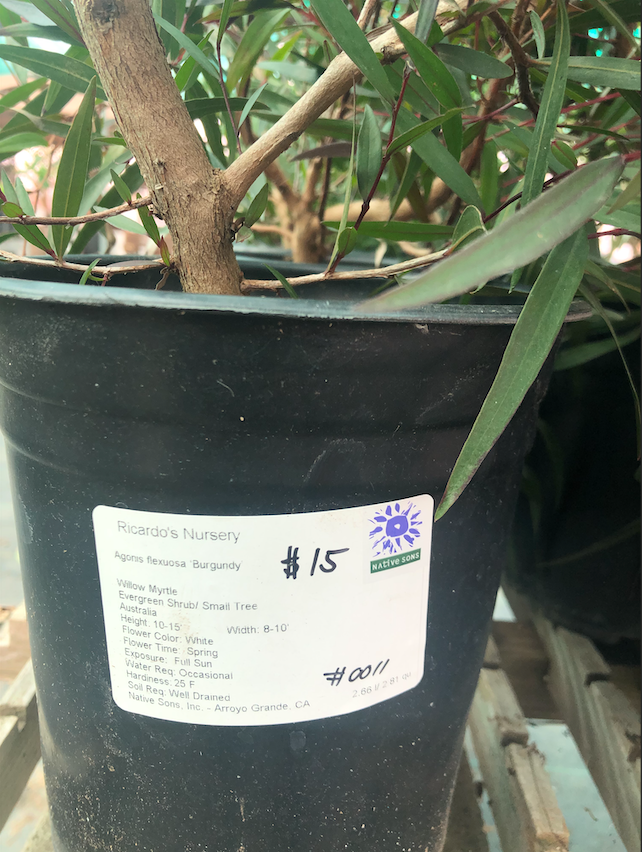 Agonis flexuosa 'Burgundy' aka Willow Myrtle – Ricardo's Nursery