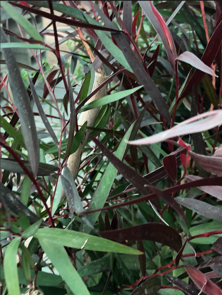 Agonis flexuosa 'Burgundy' aka Willow Myrtle – Ricardo's Nursery