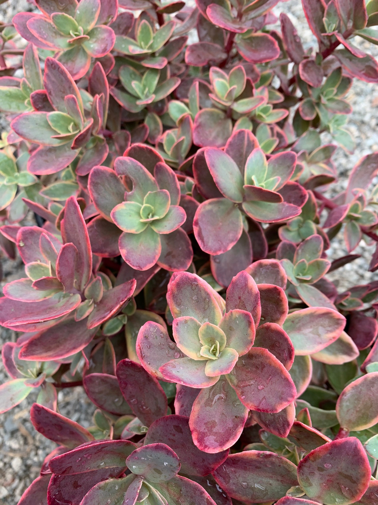 Sedum SunSparkler® Wildfire – Ricardo's Nursery