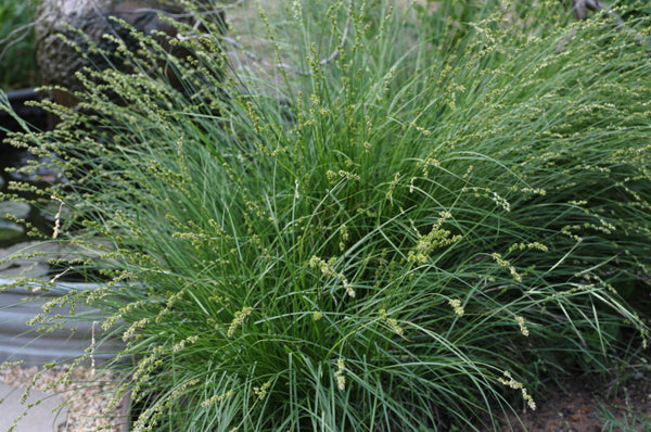 Carex divulsa (Berkeley Sedge) – Ricardo's Nursery